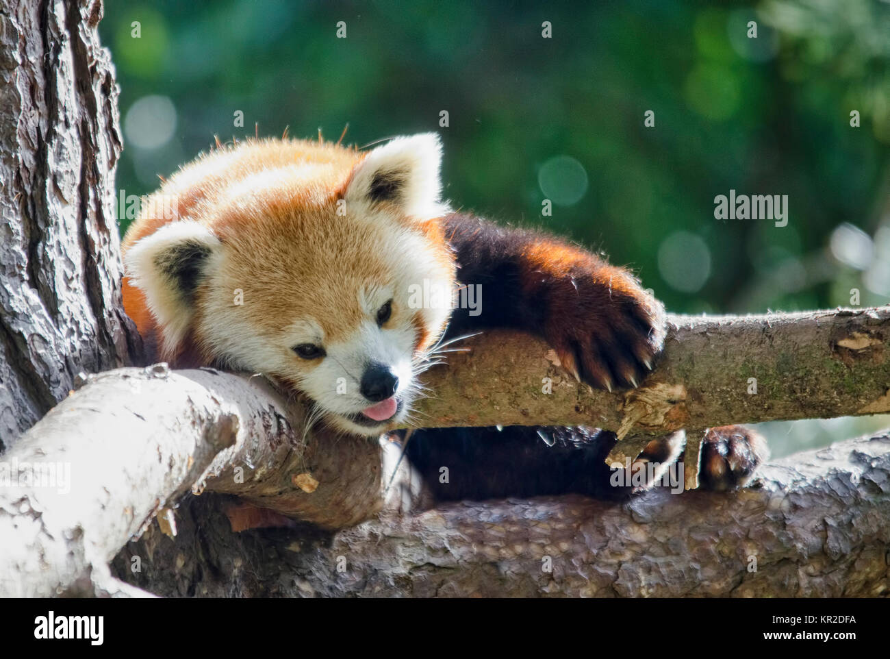 Endangered Red Panda in a Tree Stock Photo - Alamy