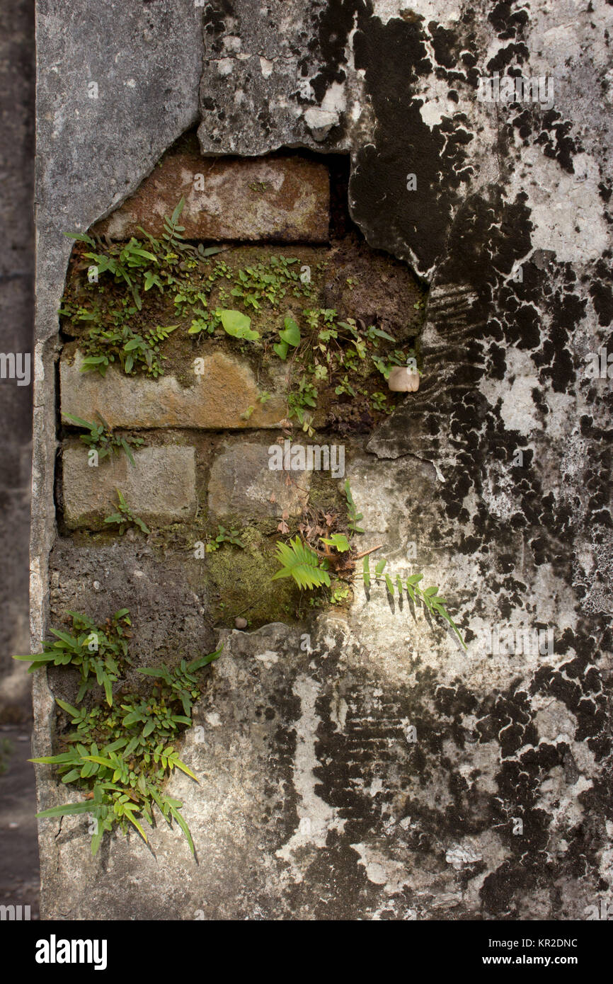 Detail of fern-encrusted tomb in a New Orleans cemetery Stock Photo - Alamy