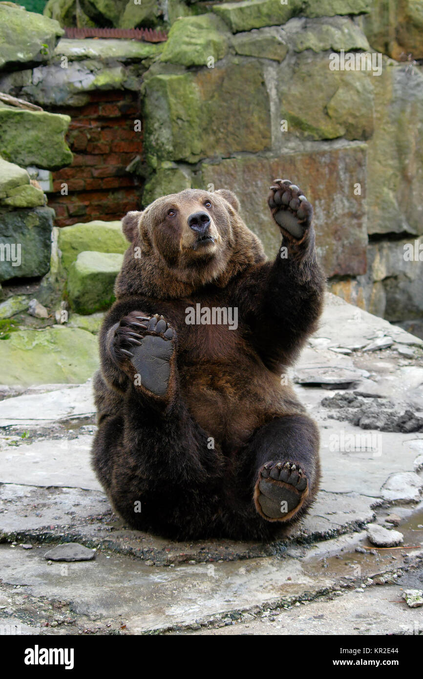 Playful friendly bear in a funny pose waving its paw Stock Photo - Alamy