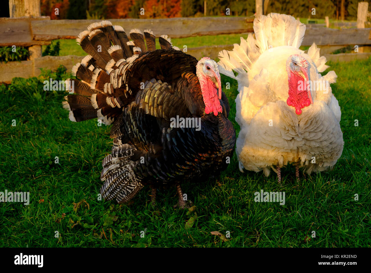 Turkey, Haustruthuhn, Upper Bavaria, Bavaria, Germany Stock Photo - Alamy