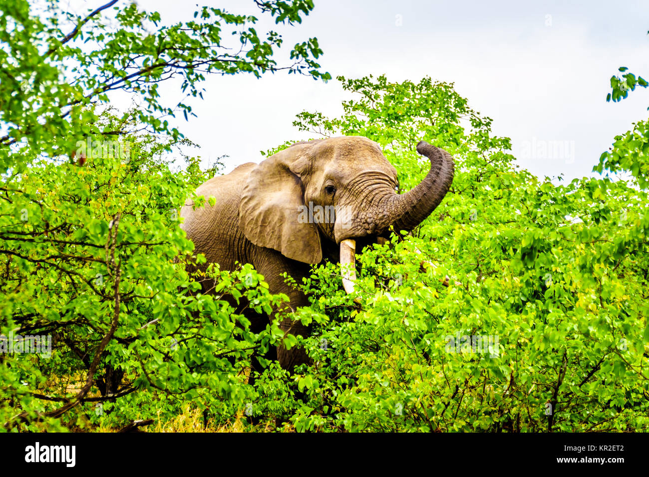 A large adult African Elephant eating leafs from Mopane Trees in a ...