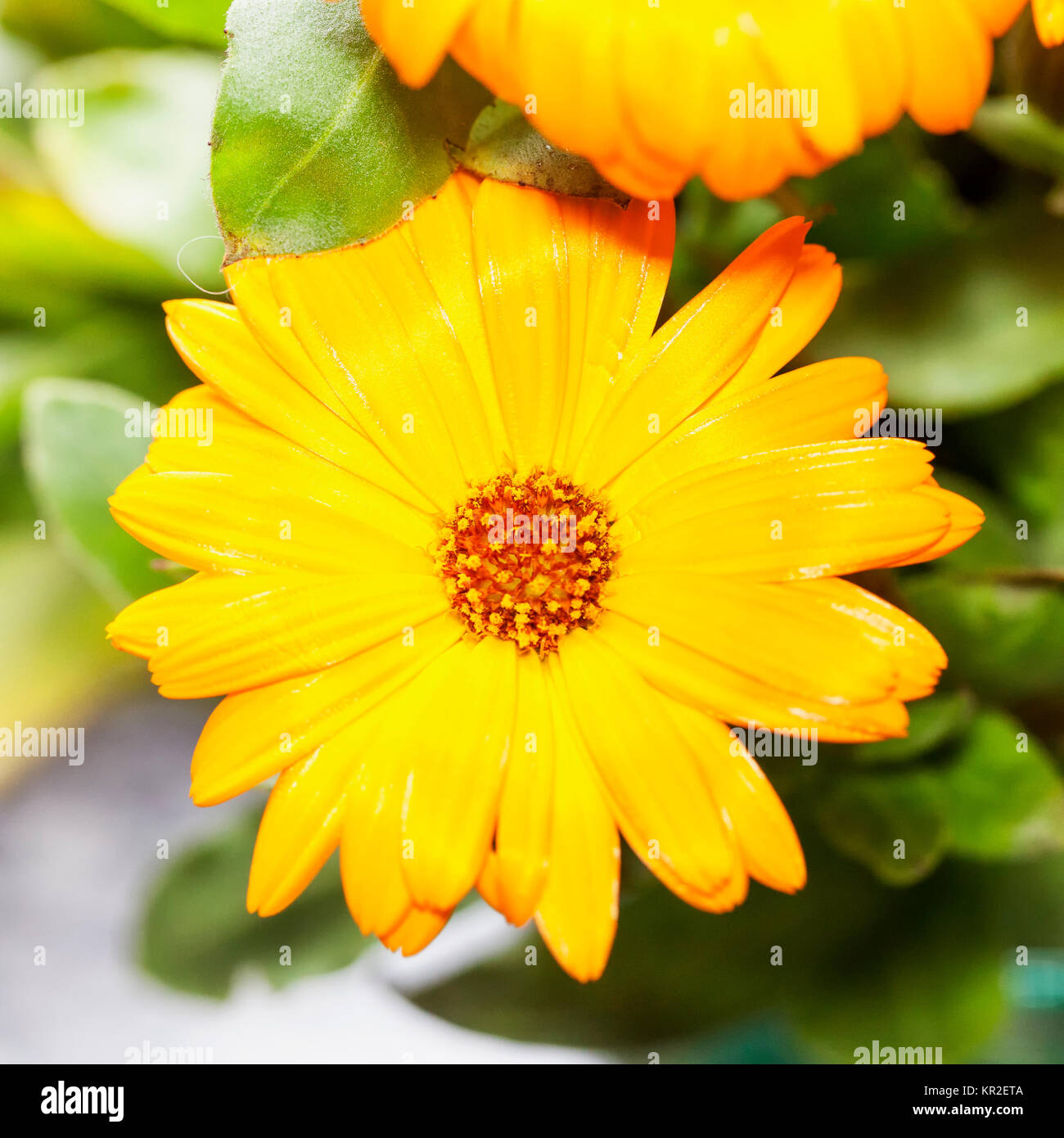 Yellow gerbera in close up Stock Photo - Alamy