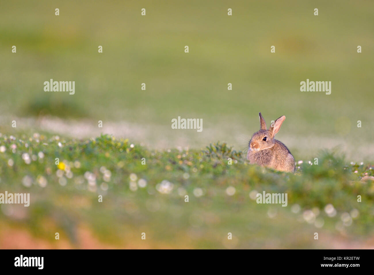 Young European rabbit (Oryctolagus cuniculus), sitting in a meadow ...