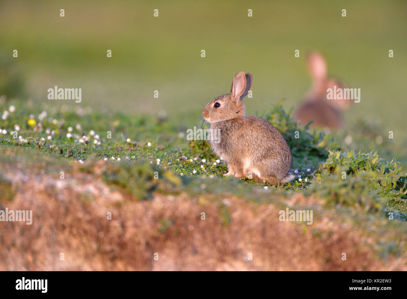 European rabbit (Oryctolagus cuniculus) in a meadow, Isle of Skye ...