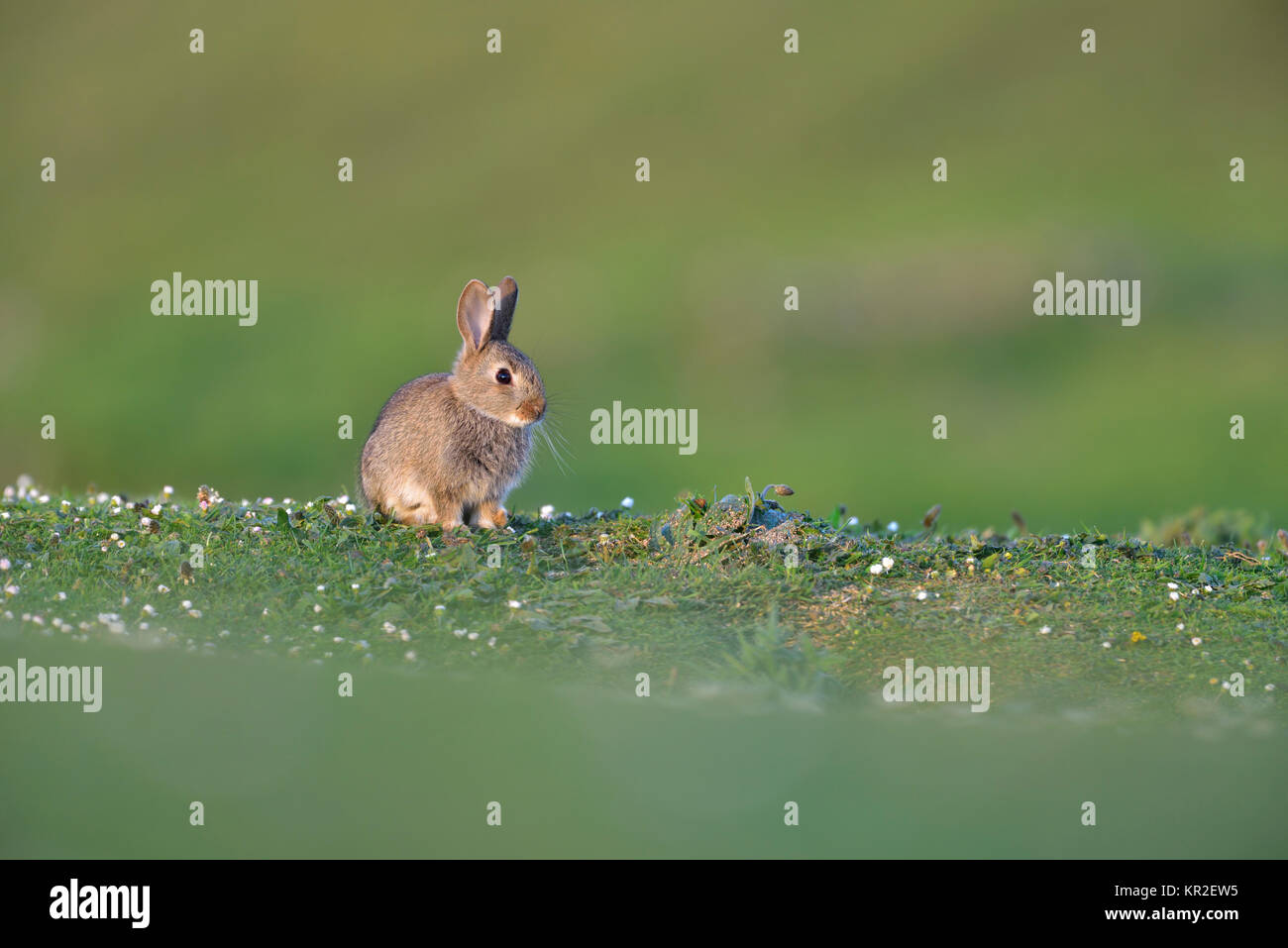 Young European rabbit (Oryctolagus cuniculus), sitting in a meadow ...