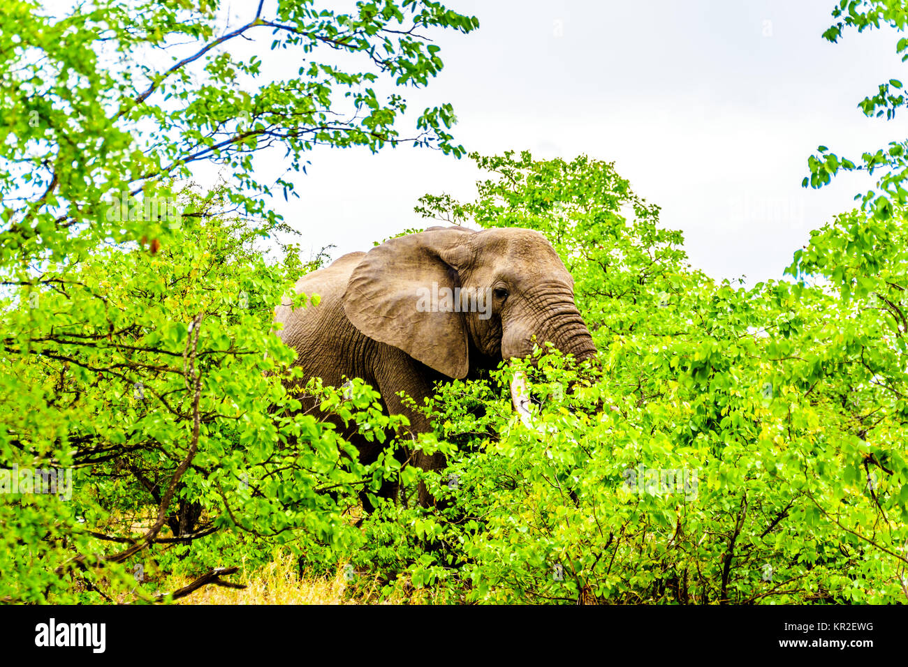 Elephant Eating Trees High Resolution Stock Photography and Images - Alamy