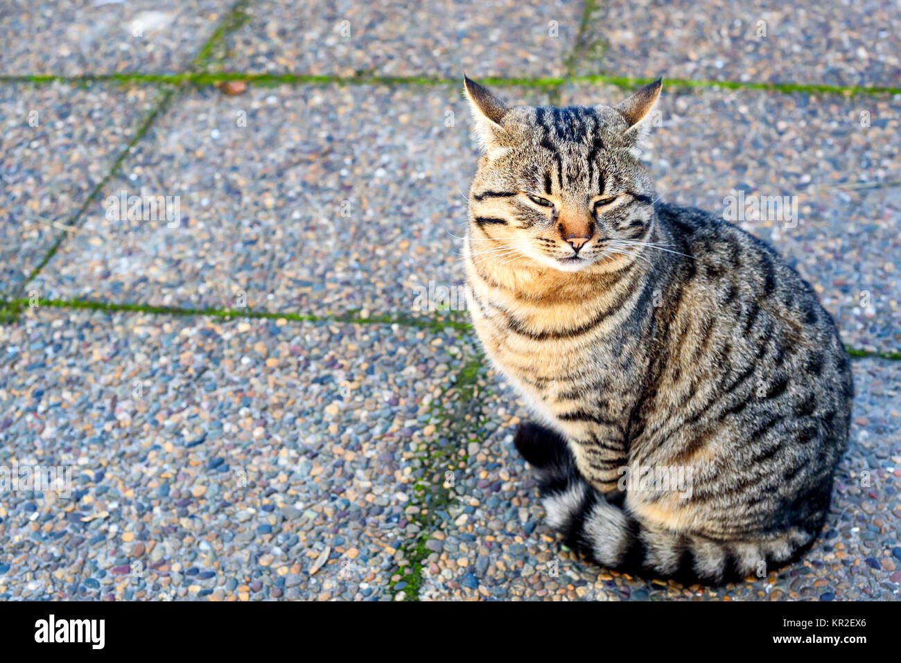 Close-up of grey domestic cat outdoor Stock Photo - Alamy