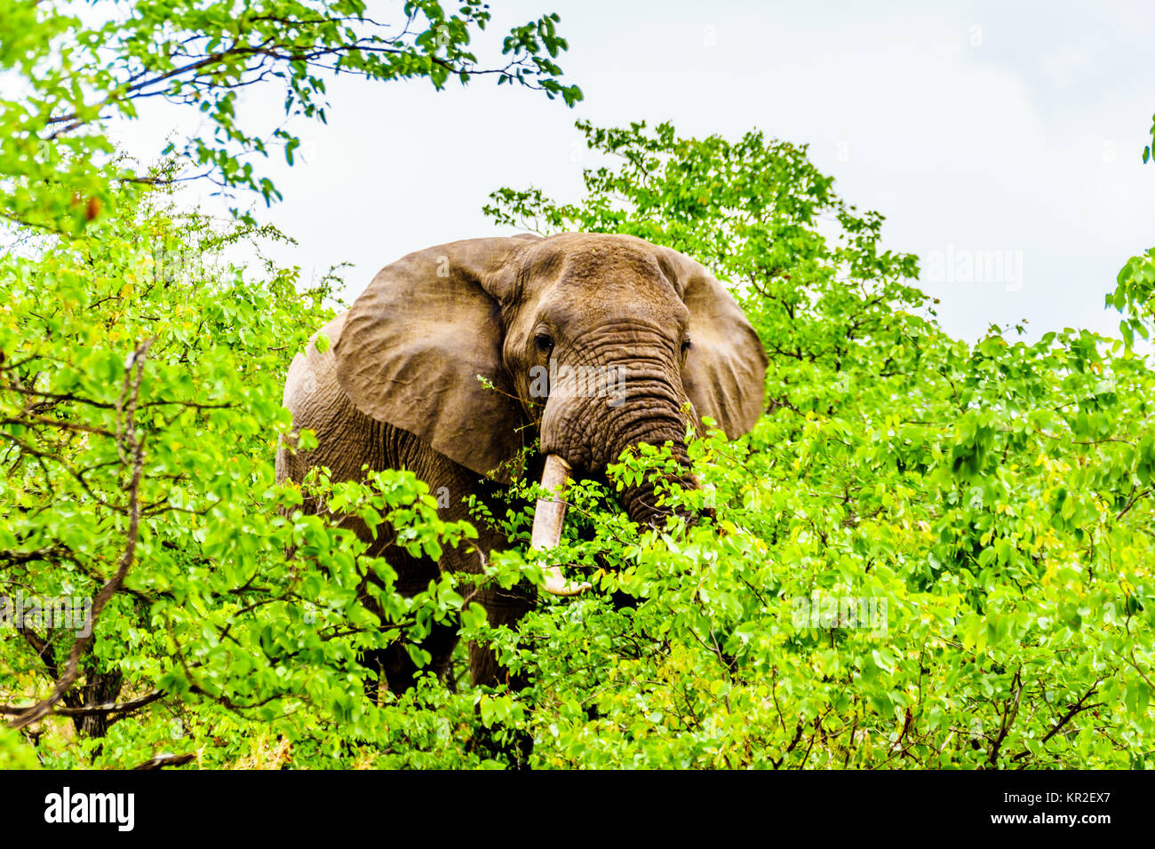 A large adult African Elephant eating leafs from Mopane Trees in a ...