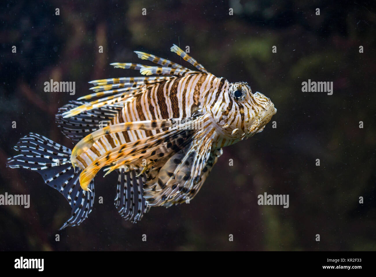 Scorpionfish in the sea Stock Photo - Alamy