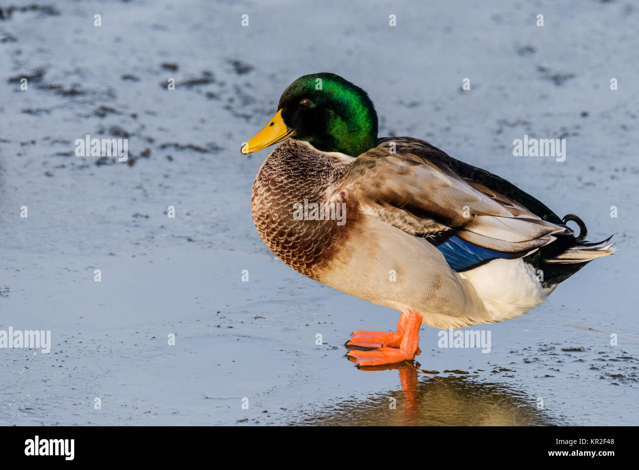 A male common mallard is standing in the sunshine on a frozen lake ...