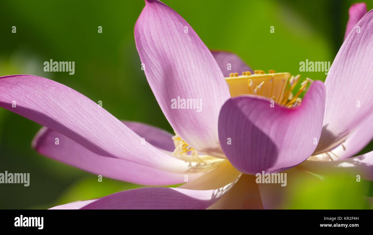 pink lotus at the moring with nice background color Stock Photo - Alamy