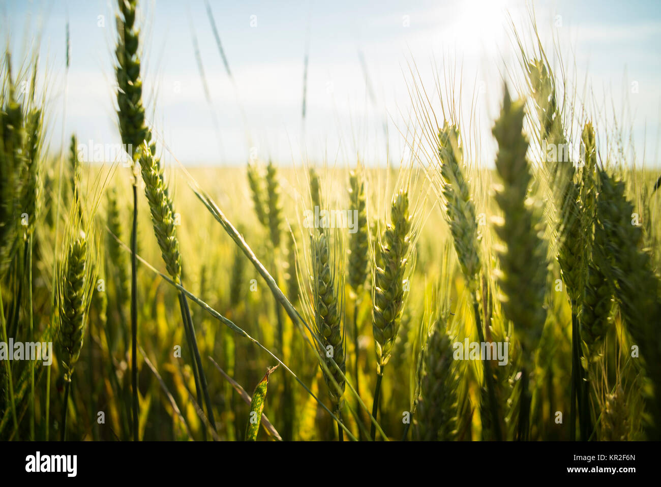 Wheat field in summer Stock Photo - Alamy