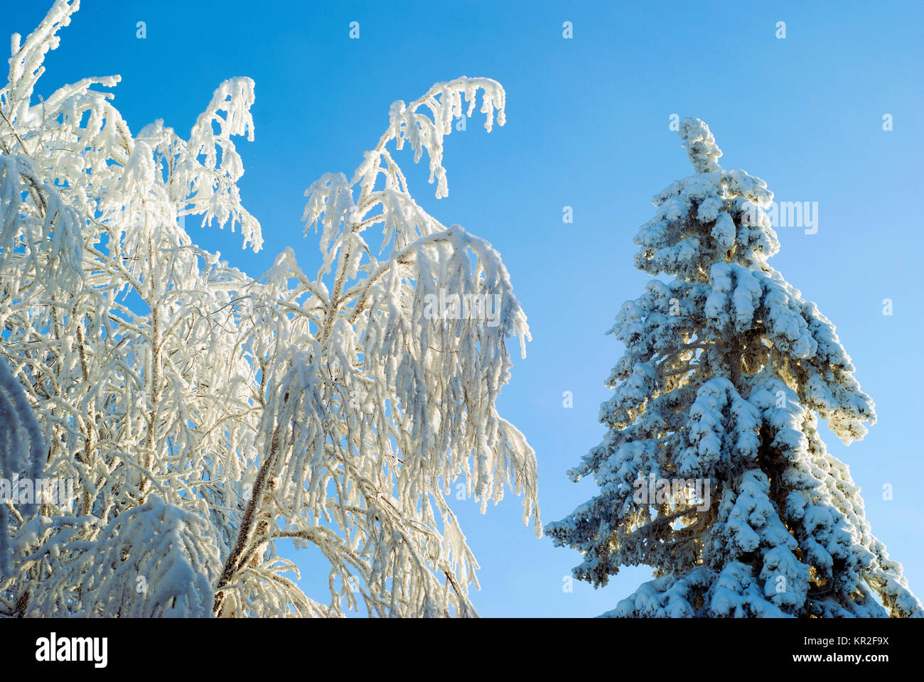 Snowfall on background spruce birch hi-res stock photography and images ...