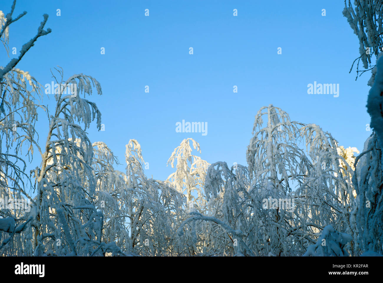 Snowfall on background spruce birch hi-res stock photography and images ...