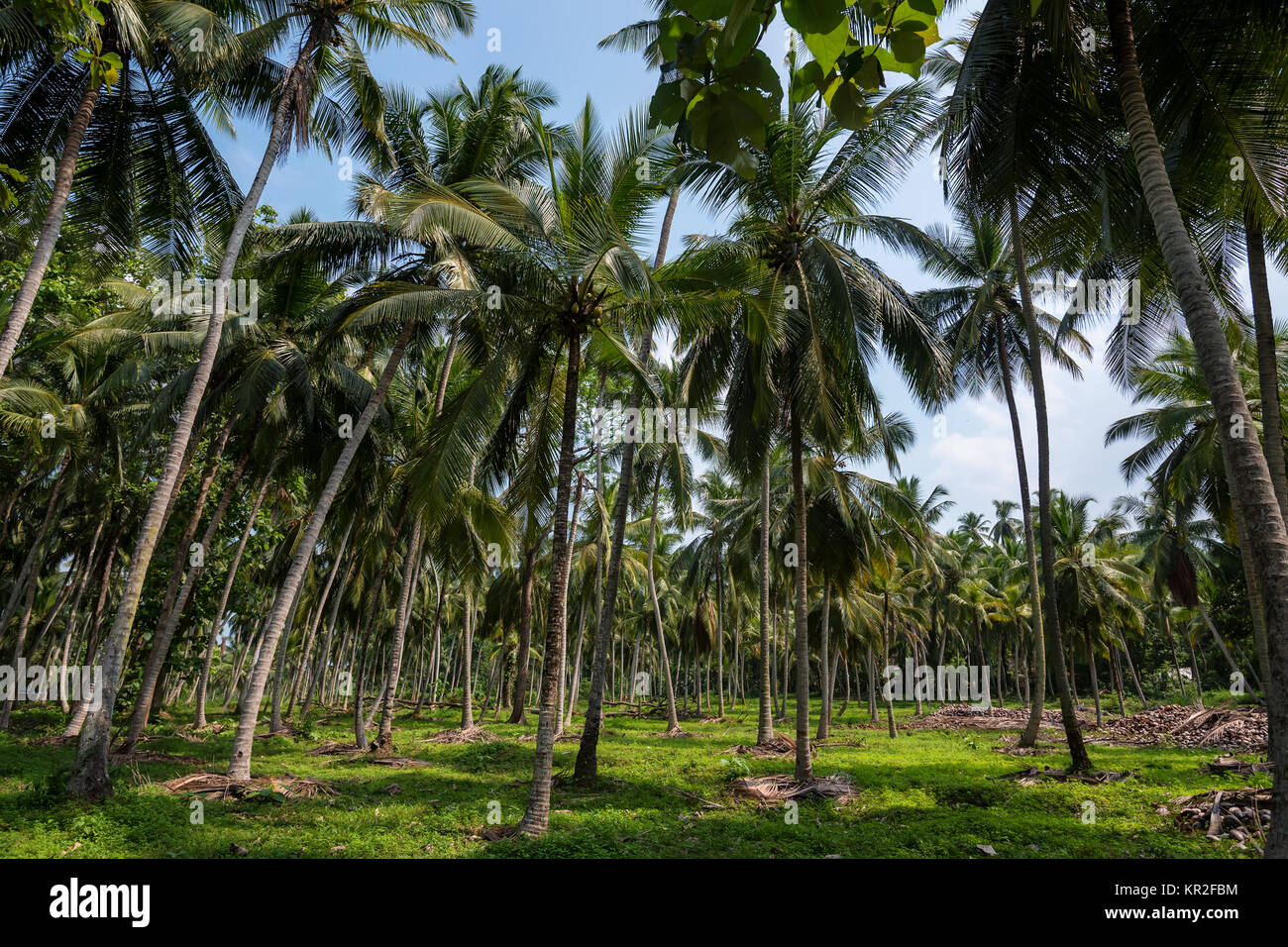 Coconut plantation in Asia Stock Photo - Alamy