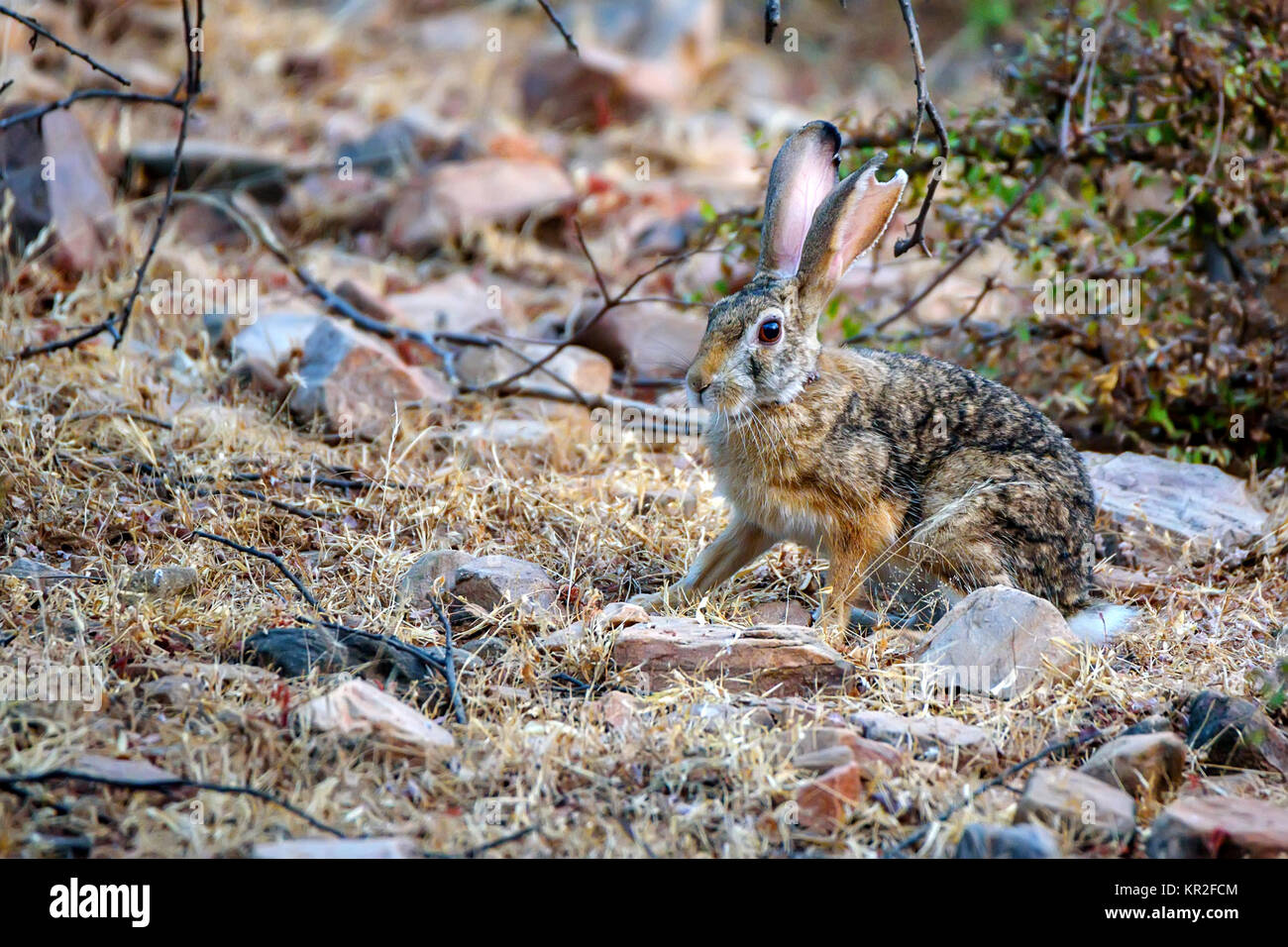 Indian hare or black-naped hare, Lepus nigricollis Stock Photo - Alamy