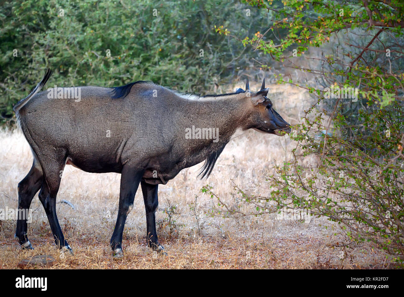 Wild Nilgai or Boselaphus tragocamelus Stock Photo - Alamy