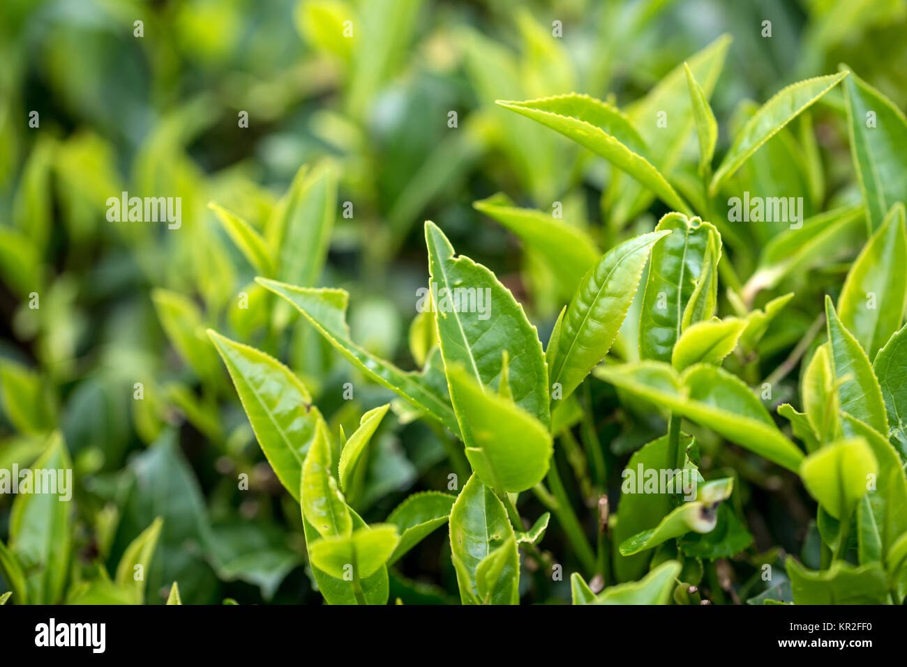 Close-up photograph of tea plant Stock Photo - Alamy