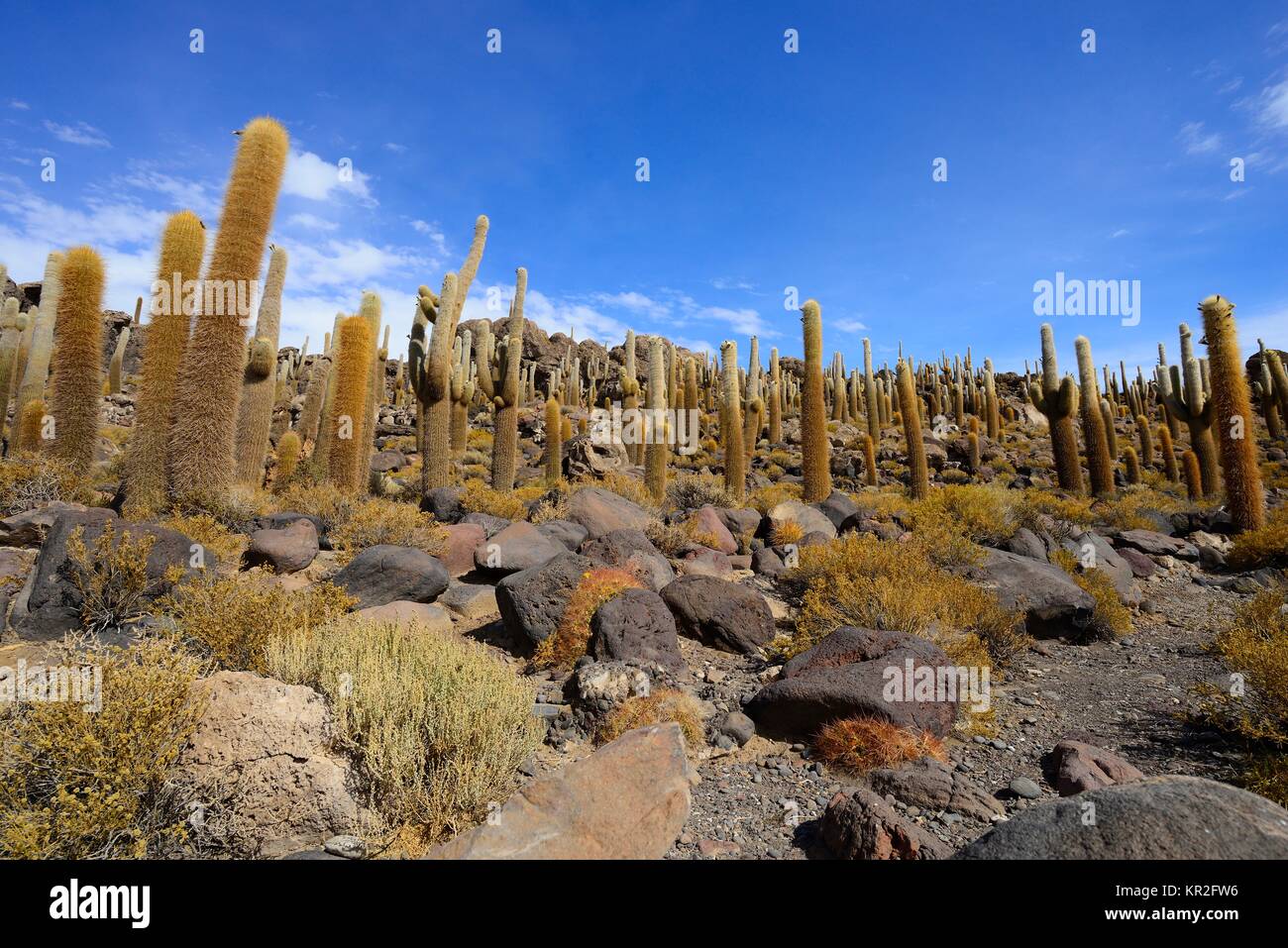 Cacti (Echinopsis atacamensis) on the island of Isla Incahuasi in the ...