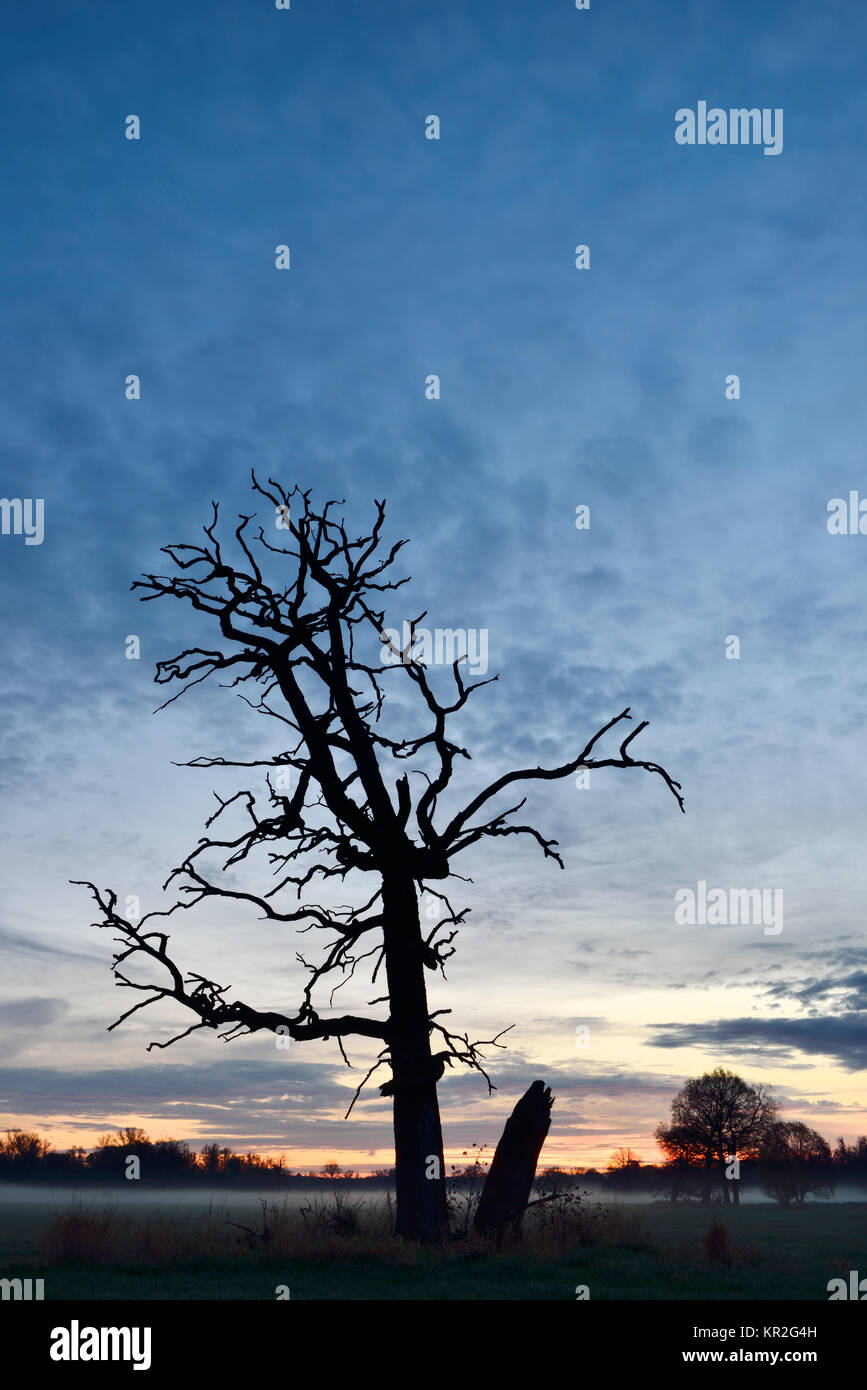 Old dead tree hi-res stock photography and images - Alamy