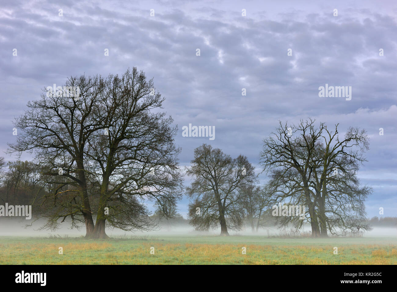 Trees at dawn, dawn in the Middle Elbe Biosphere Reserve, Saxony-Anhalt ...
