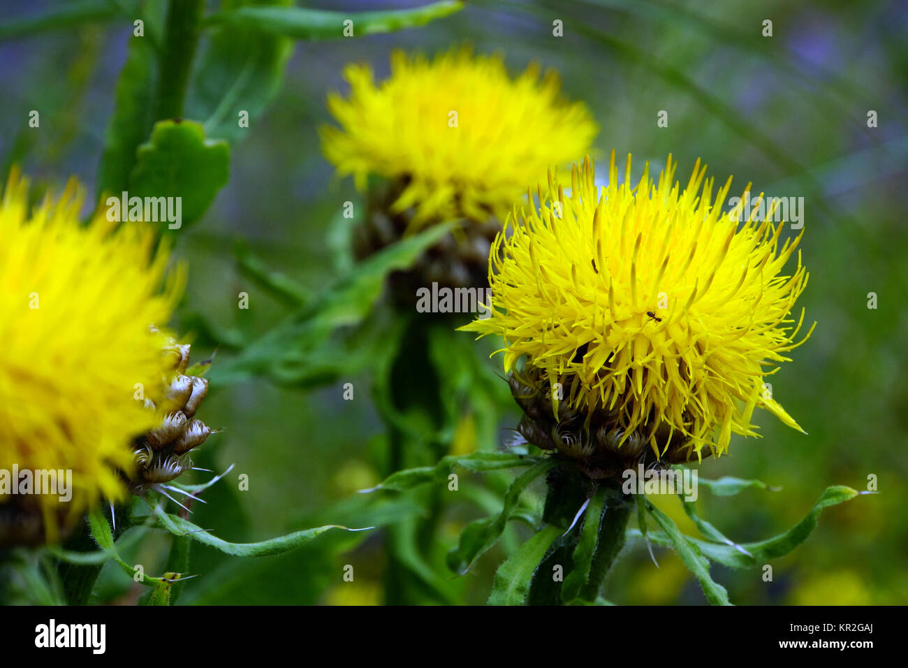 yellow knapweed - centaurea macrocephala Stock Photo - Alamy