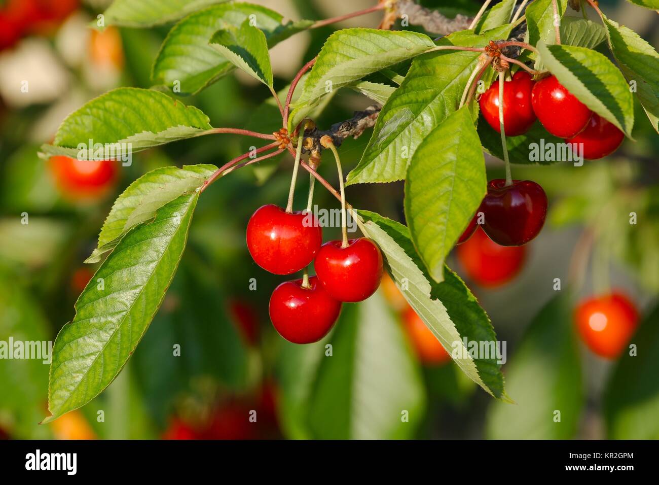 Cherry red food aliment hi-res stock photography and images - Alamy