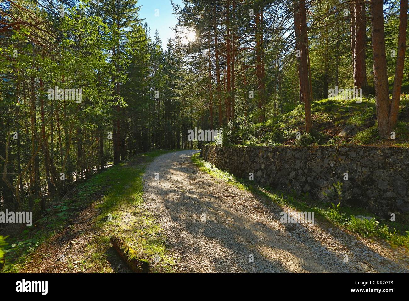 Forest walking route Stock Photo - Alamy