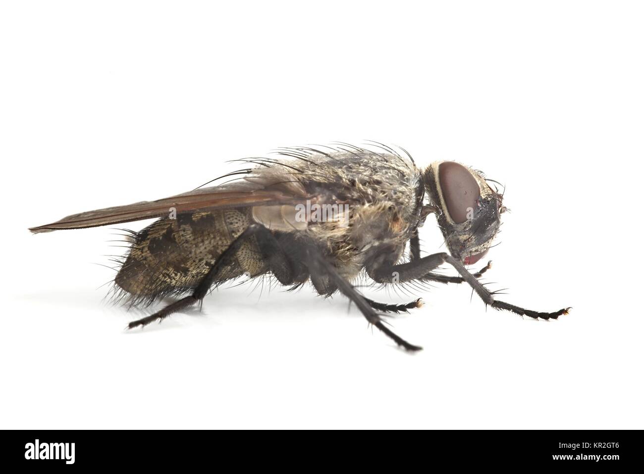 Calm macro close up Cut Out Stock Images & Pictures - Alamy