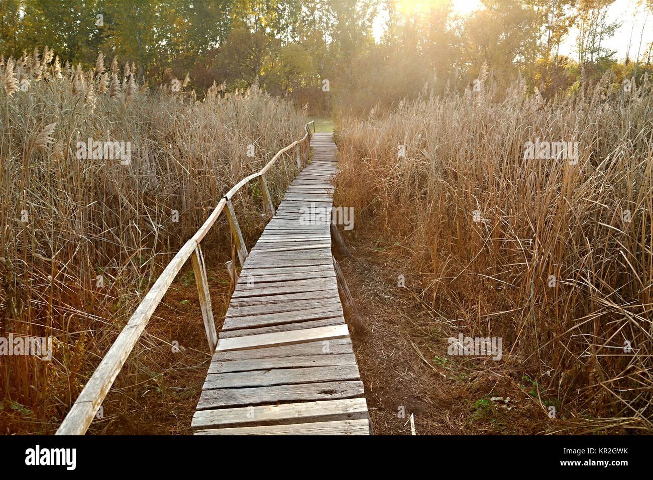 Swamp walking path Stock Photo - Alamy