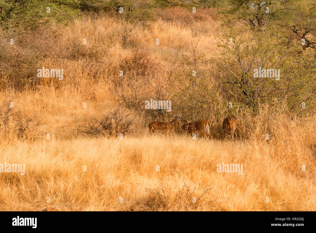 Landscape of Ranthambore national park, India Stock Photo - Alamy