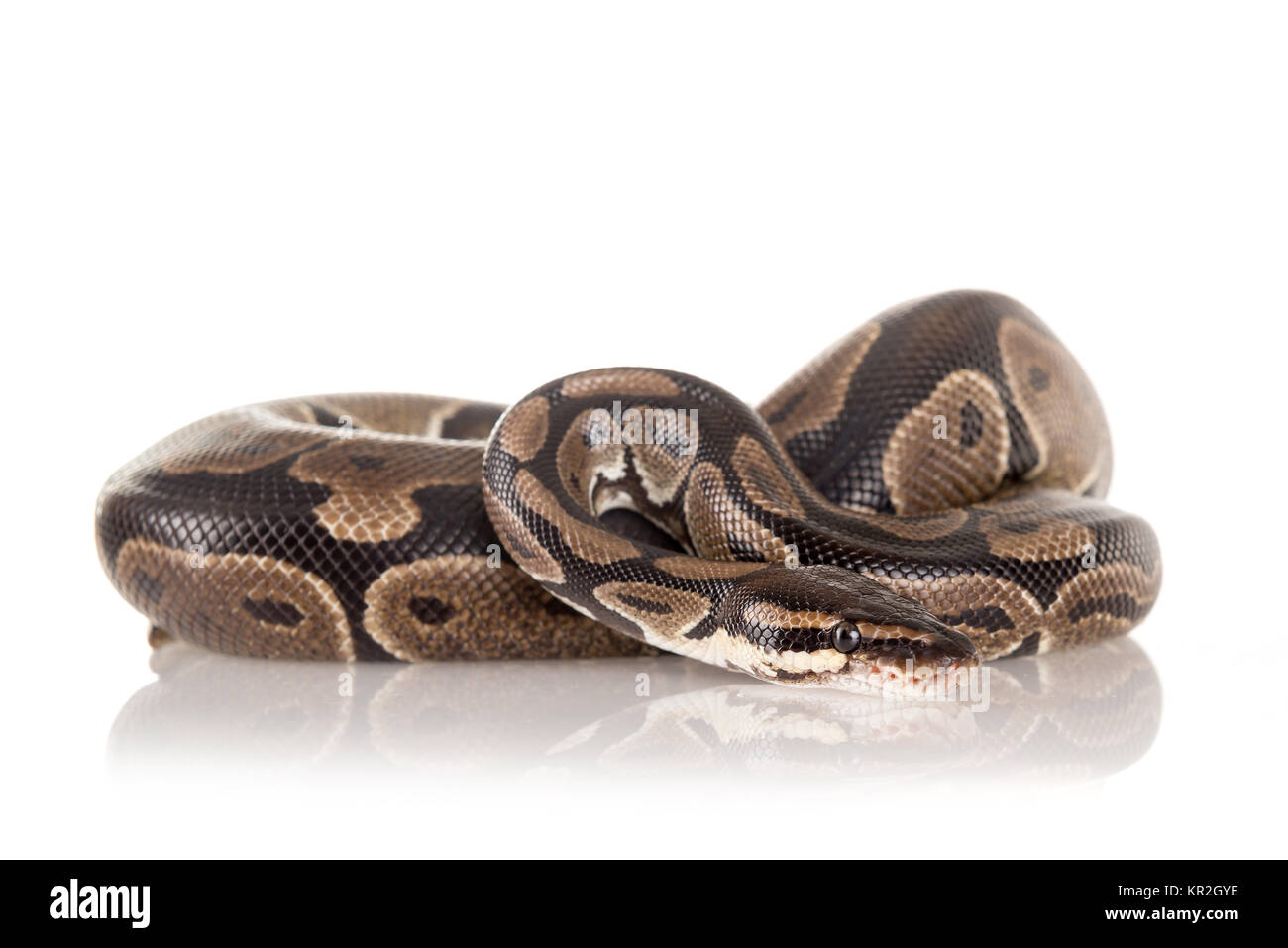 Snake Stock Photo - Alamy