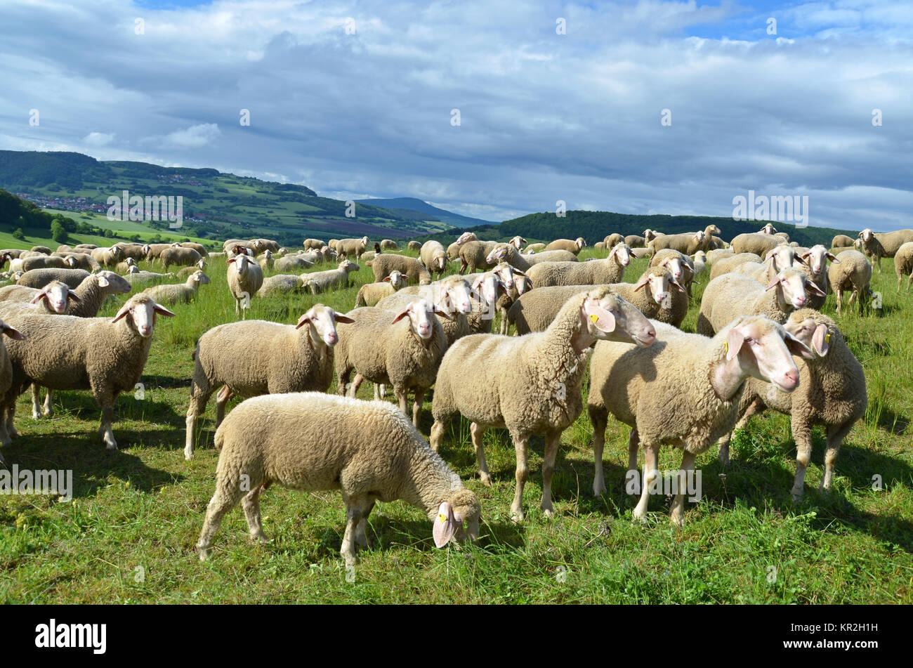 flock of sheep Stock Photo - Alamy