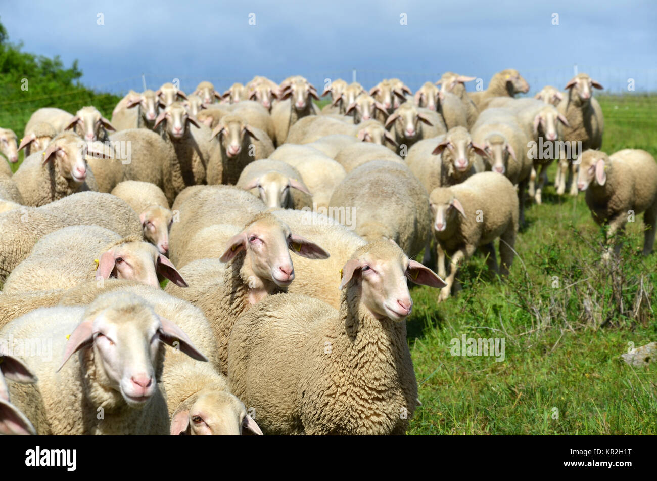 flock of sheep Stock Photo - Alamy