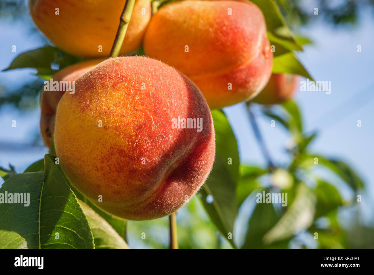 close up peach Stock Photo - Alamy