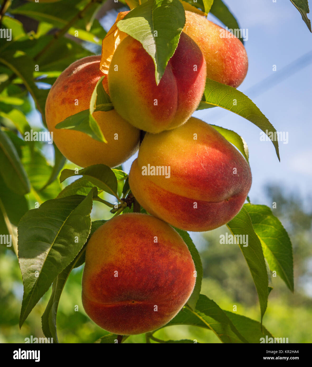 close up peach Stock Photo - Alamy