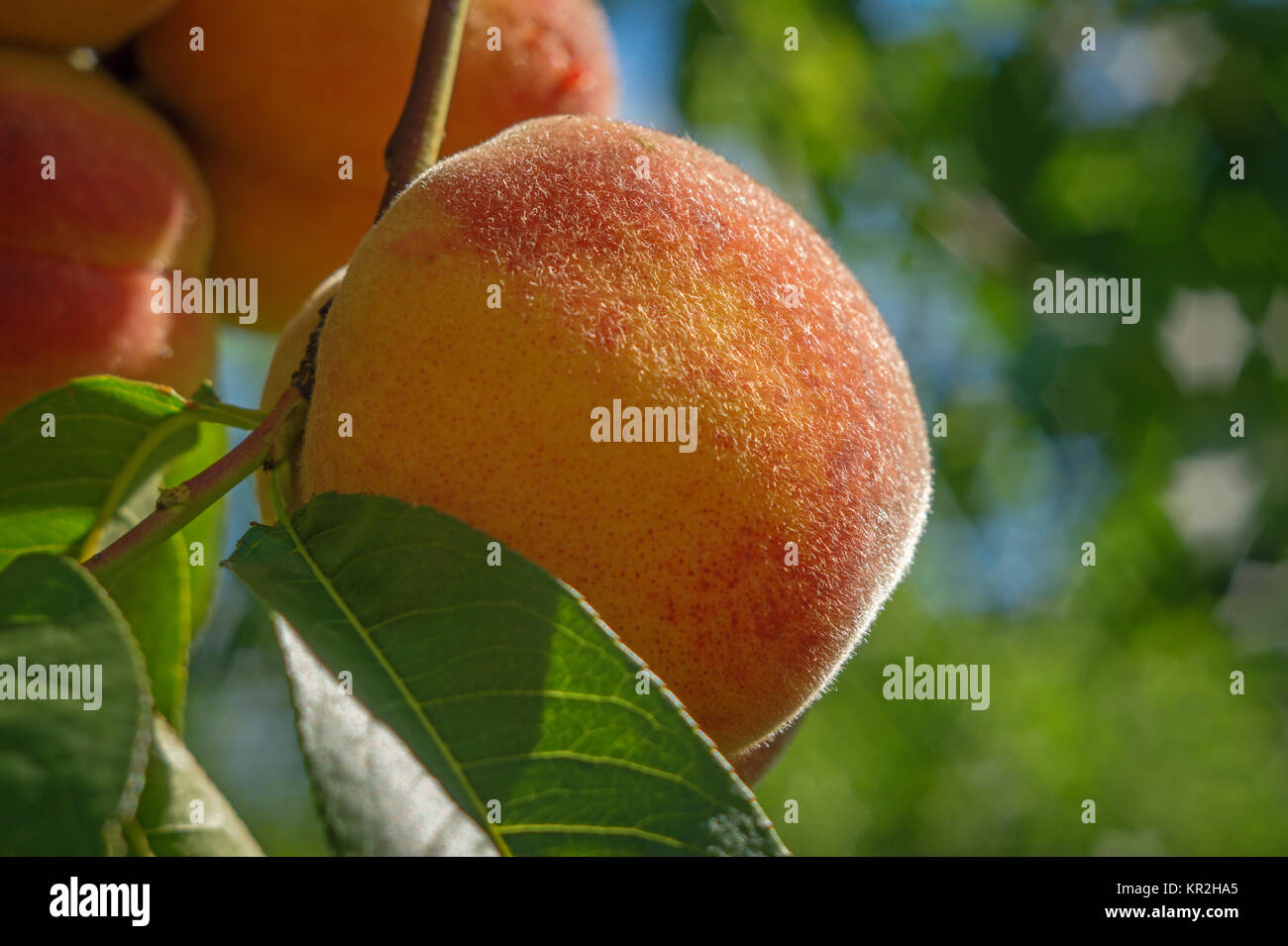 close up peach Stock Photo - Alamy