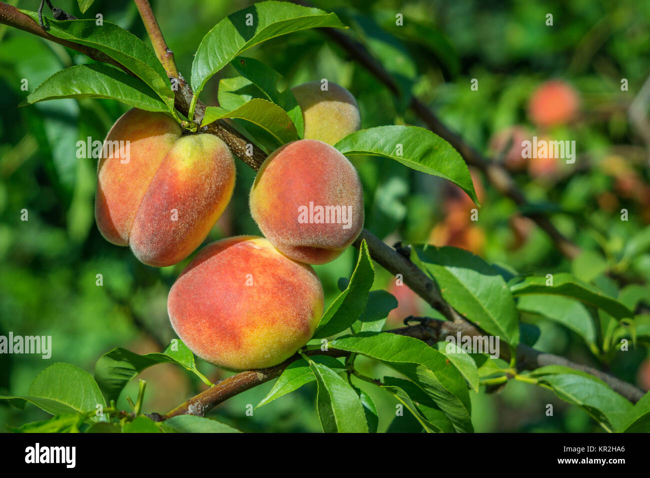 close up peach Stock Photo - Alamy
