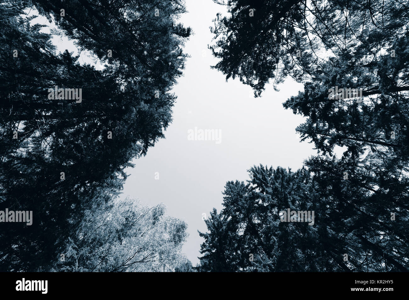 Horizontal blue sepia forest with blank sky background Stock Photo - Alamy