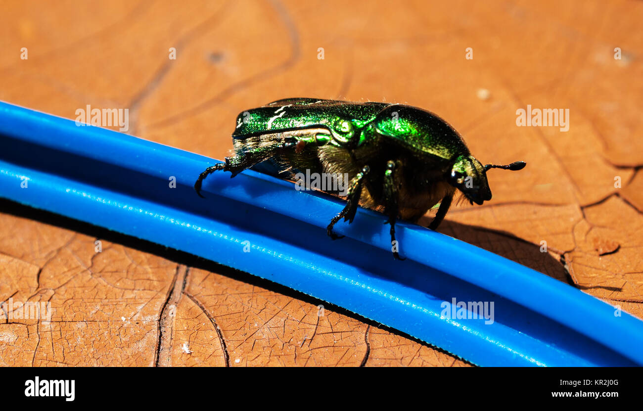 Green bug closeup Stock Photo - Alamy