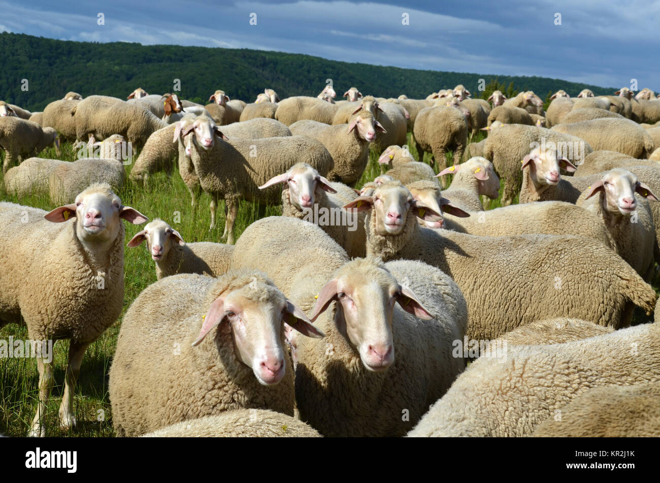 flock of sheep Stock Photo - Alamy