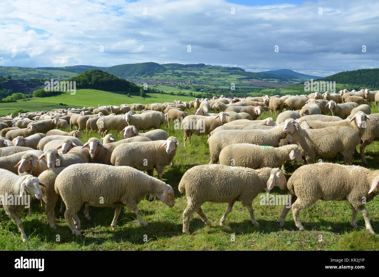 flock of sheep Stock Photo - Alamy