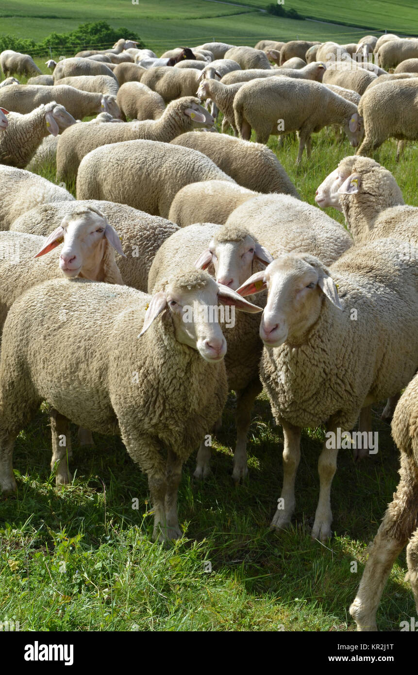 flock of sheep Stock Photo - Alamy