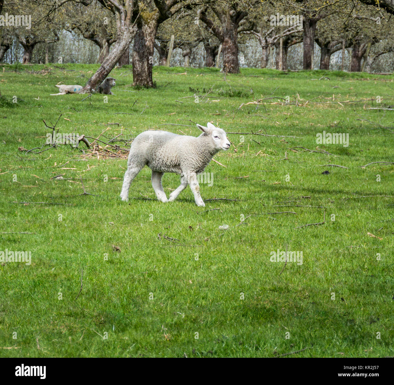 Child walking lamb hi-res stock photography and images - Alamy