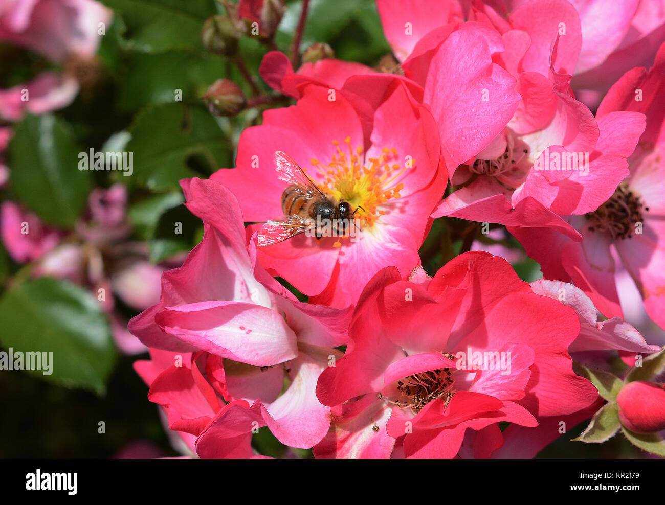 insects in the pollination of flowers Stock Photo - Alamy