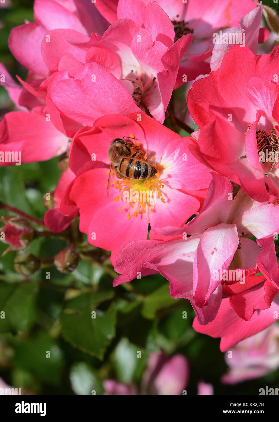 insects in the pollination of flowers Stock Photo - Alamy