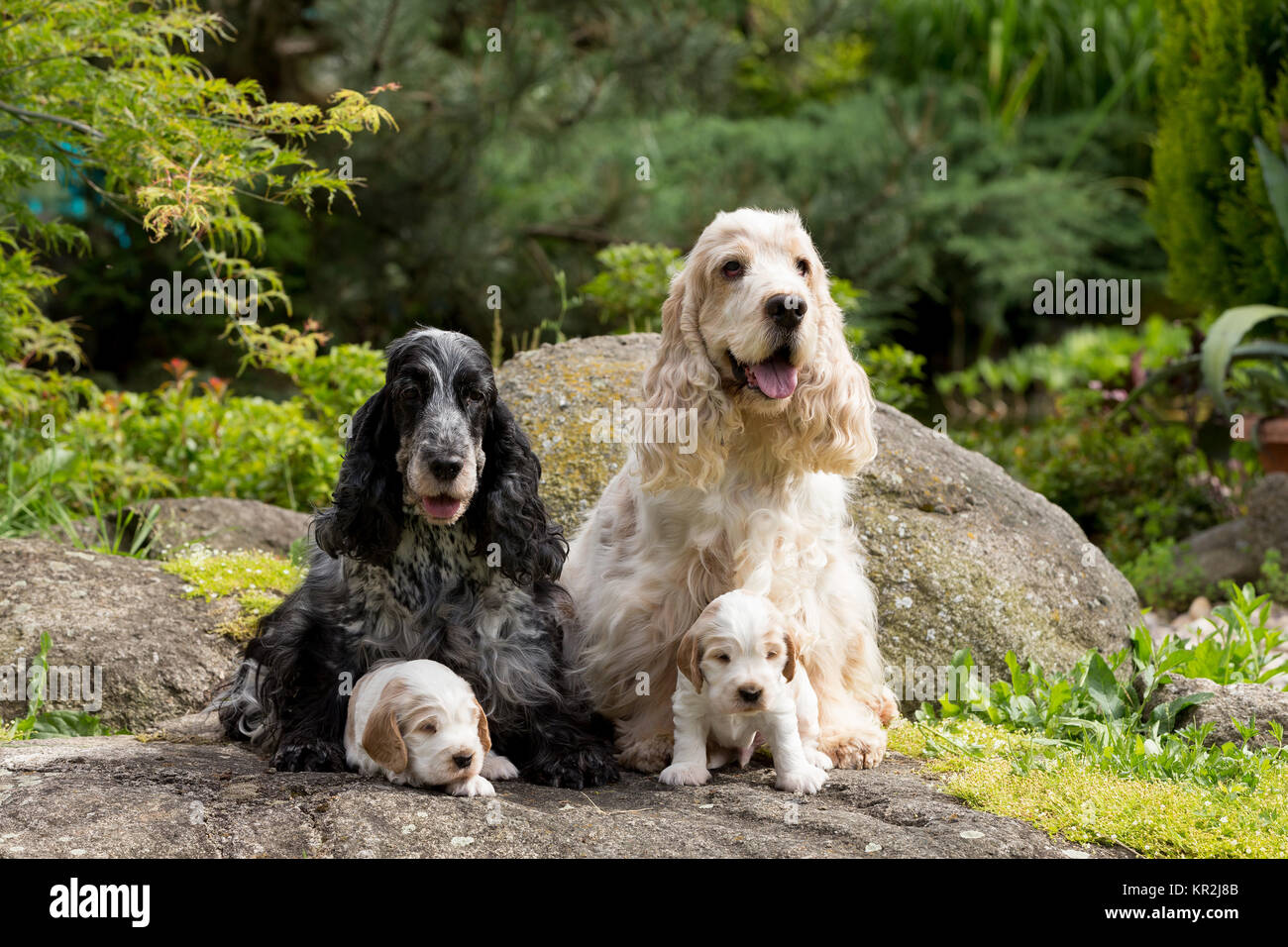 purebred English Cocker Spaniel with puppy Stock Photo - Alamy