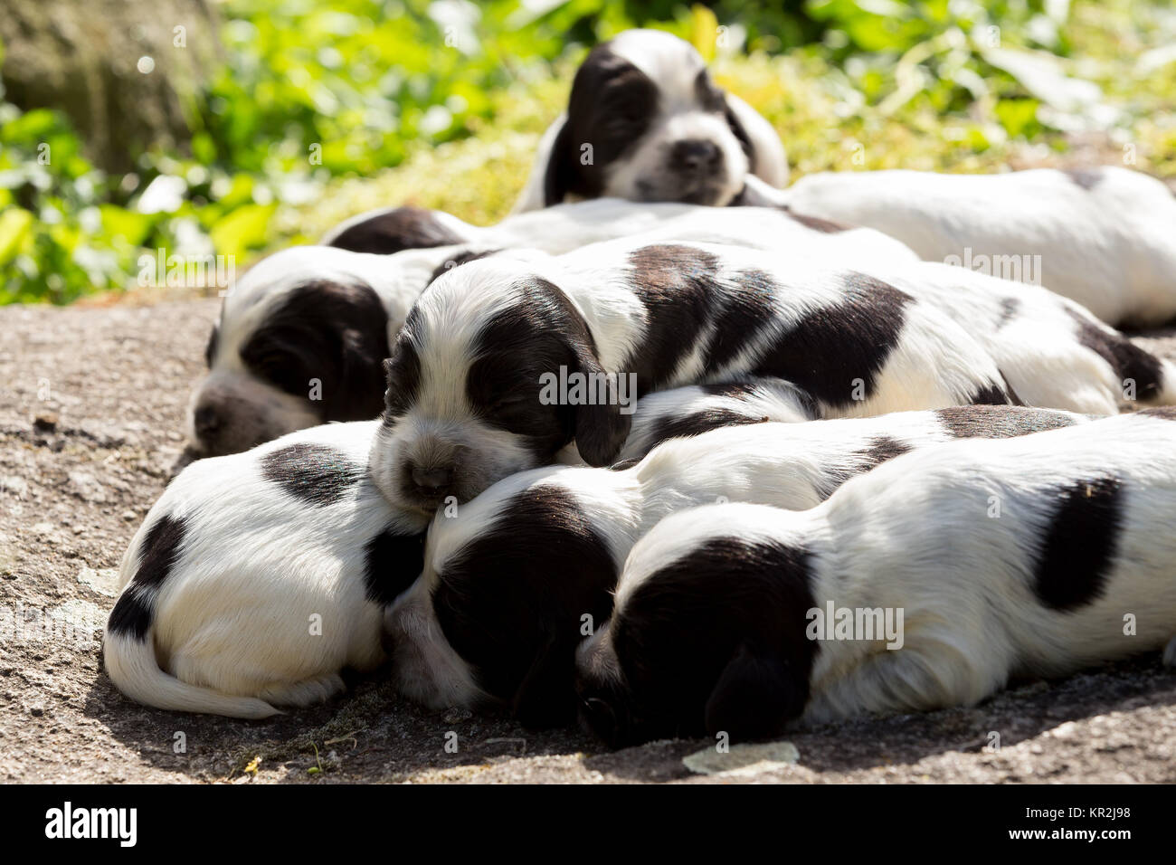 purebred English Cocker Spaniel puppies Stock Photo - Alamy