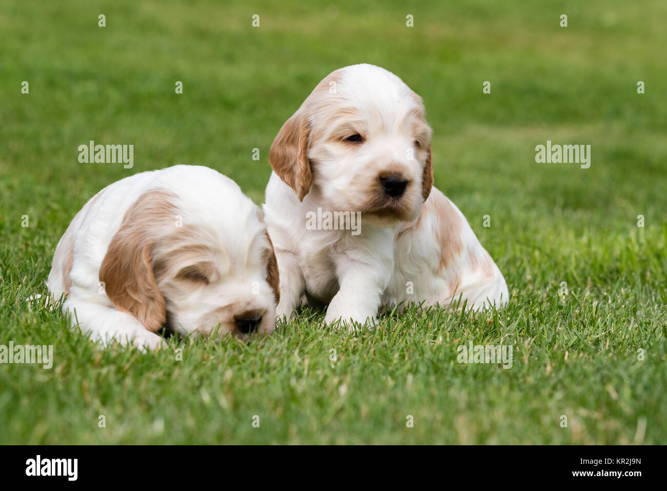 two small purebred English Cocker Spaniel puppy Stock Photo - Alamy