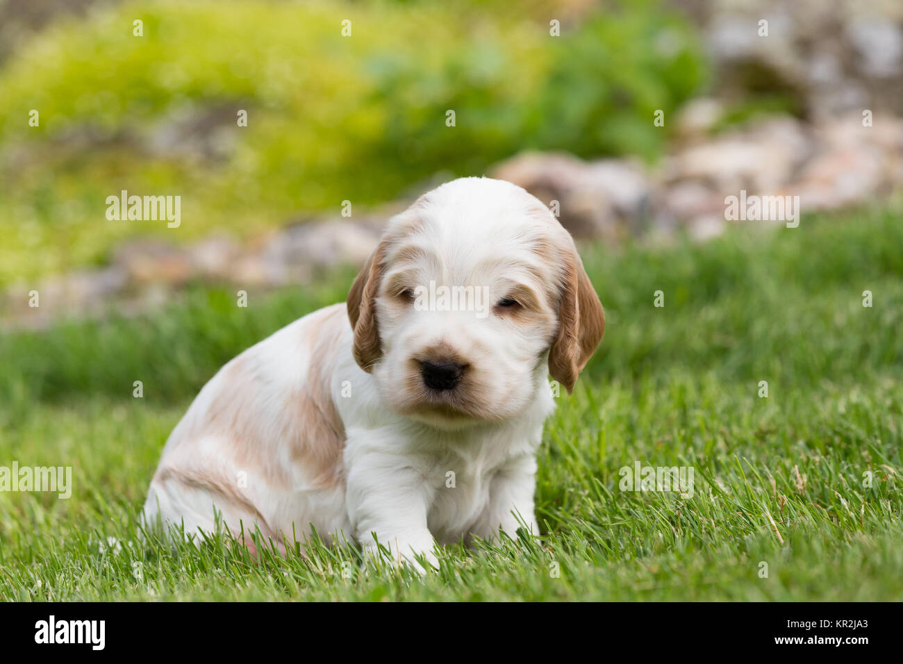 small purebred English Cocker Spaniel puppy Stock Photo - Alamy